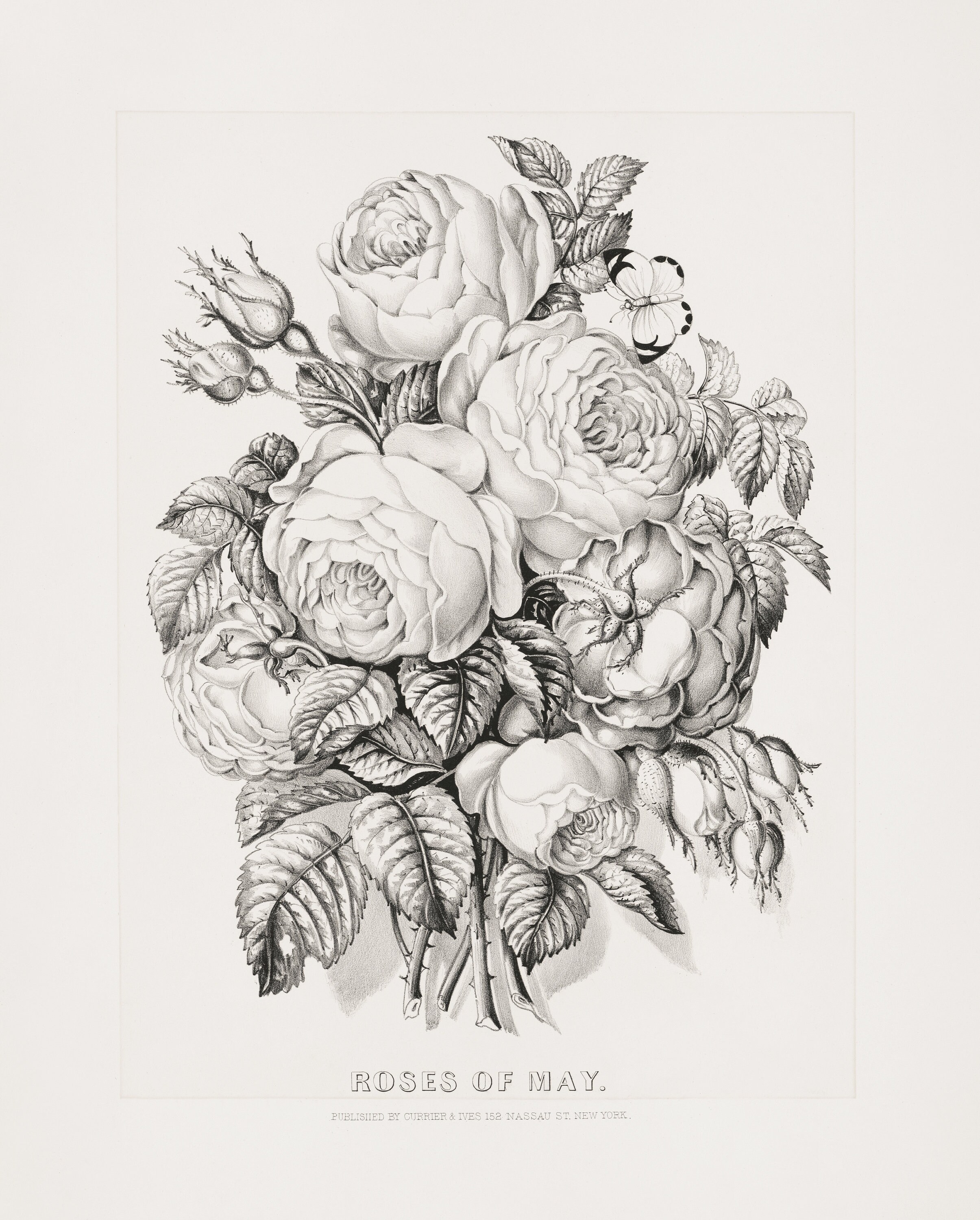 Roses of May 1870 Art Drawing Printable Digital Download Vintage Roses ...