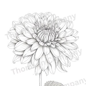 15 Grayscale Flower Coloring, Flower Coloring Pages Printable PDF ...