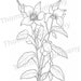 15 Grayscale Flower Coloring, Flower Colouring Pages Printable PDF ...