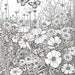 17 Grayscale Delightful Wildflower Coloring, Flower Coloring Pages ...