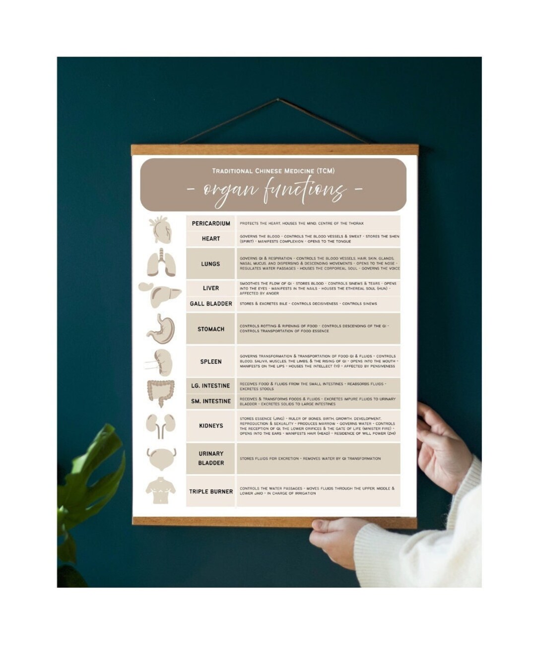 TCM Function Poster, Acupuncture Poster - Etsy