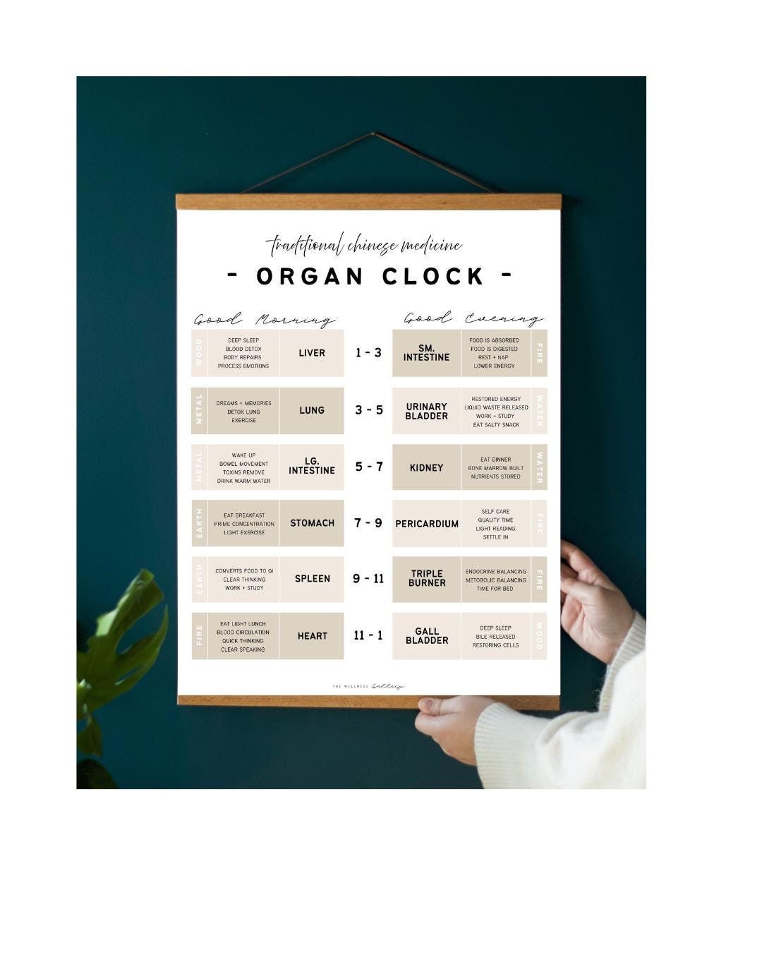 TCM Acupuncture Organ Clock Poster - Etsy