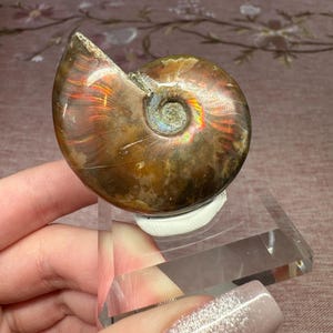 Ammonite Fossil - Fire Ammonite - Real Fossil Shell - 1 Ammonite Fossil ...