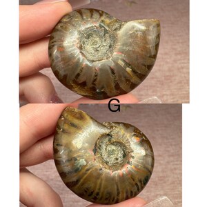 Ammonite Fossil - Fire Ammonite - Real Fossil Shell - 1 Ammonite Fossil ...