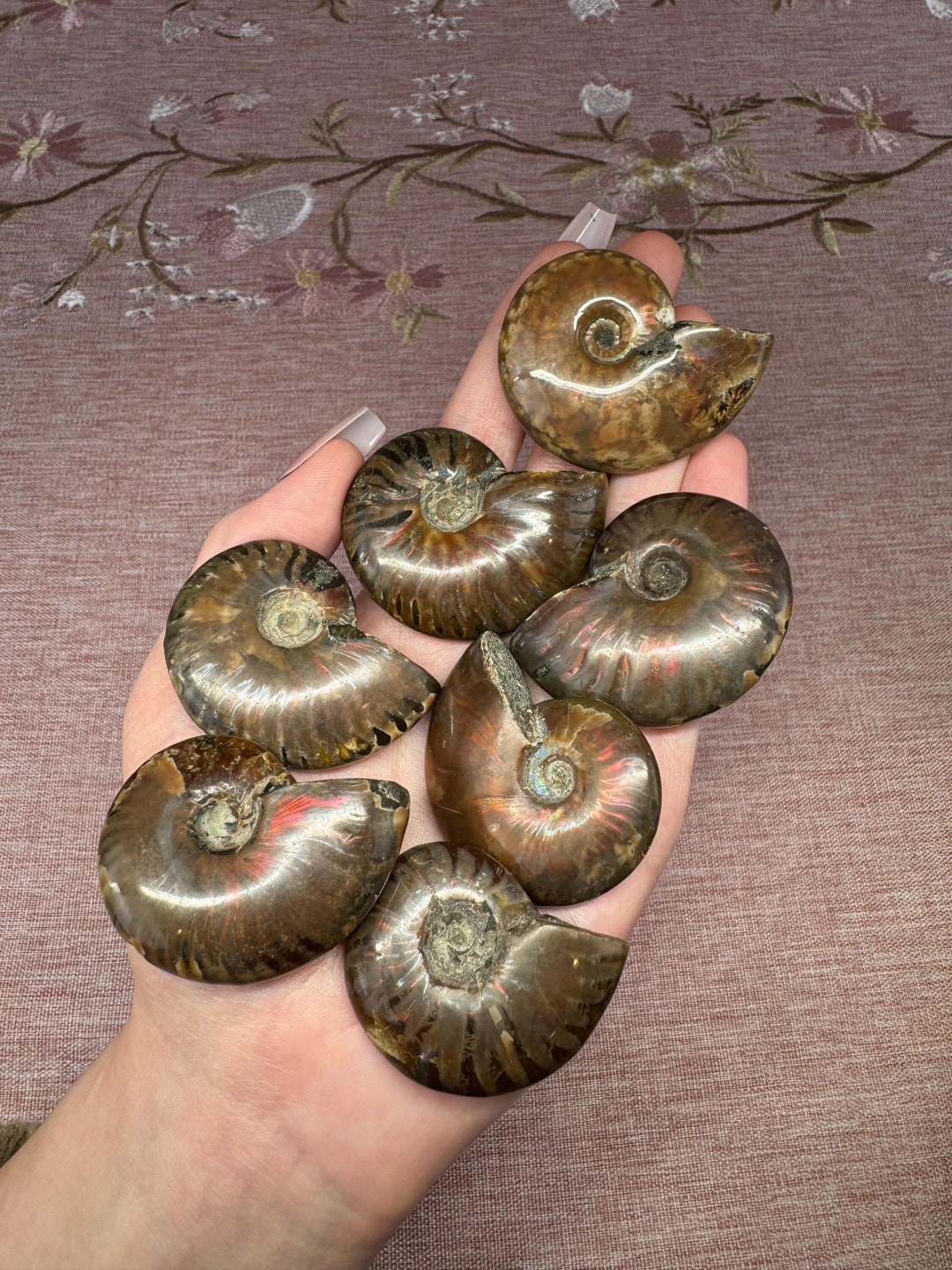 Ammonite Fossil - Fire Ammonite - Real Fossil Shell - 1 Ammonite Fossil ...