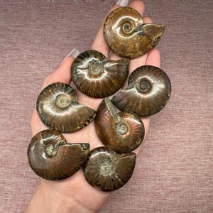 Ammonite Fossil - Fire Ammonite - Real Fossil Shell - 1 Ammonite Fossil ...