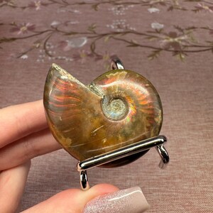 Ammonite Fossil - Fire Ammonite - Real Fossil Shell - 1 Ammonite Fossil ...