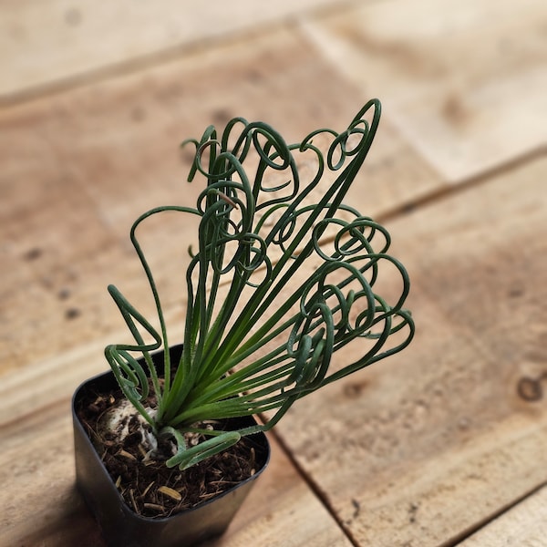 Frizzle Sizzle Plant - Etsy