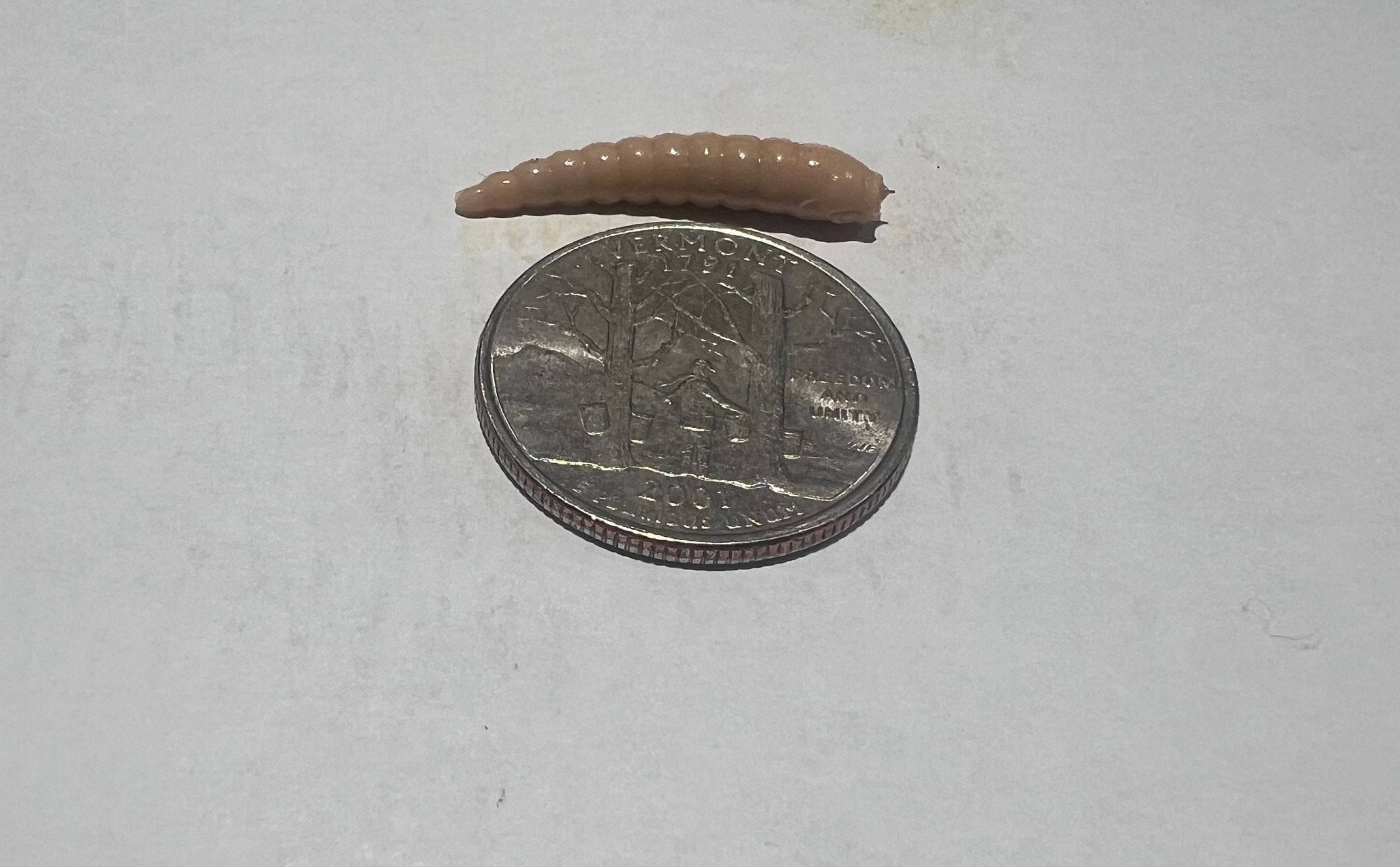 Set of 5 Tan 1 Inch Rubber Wax Worm Lures - Etsy