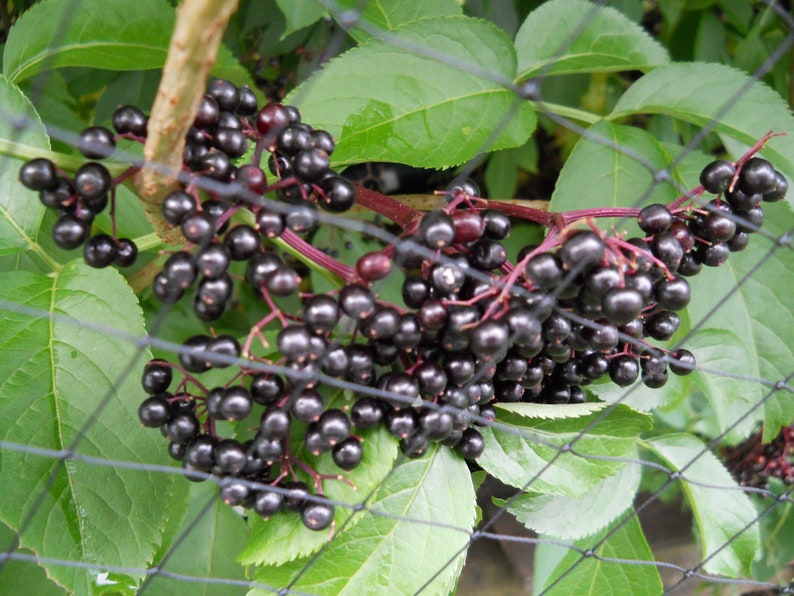 12 Size Medium MARGE Elderberry Cuttings Self Pollinating - Please Read Description! - Etsy