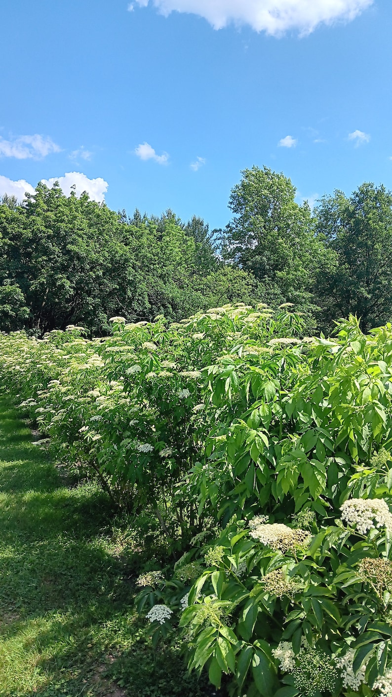 12 Size Medium MARGE Elderberry Cuttings Self Pollinating - Please Read Description! - Etsy