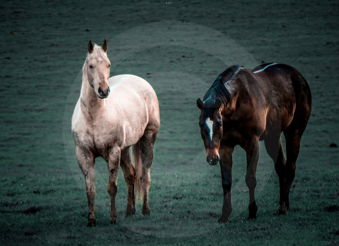 Horses Photography, Printable, Wall Decor, Rustic Horses - Etsy