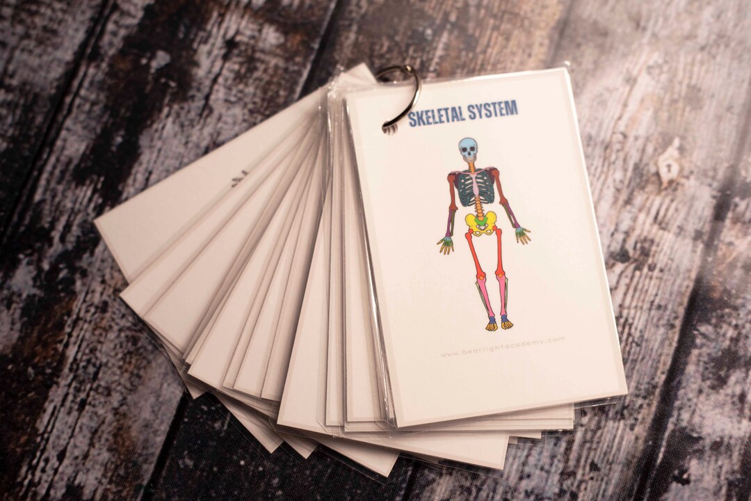 Human Skeletal System Flashcards, Homeschool, Education, Bones, Body ...