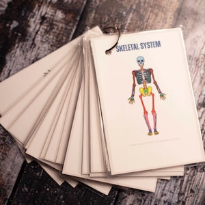 Human Skeletal System Flashcards, Homeschool, Education, Bones, Body ...