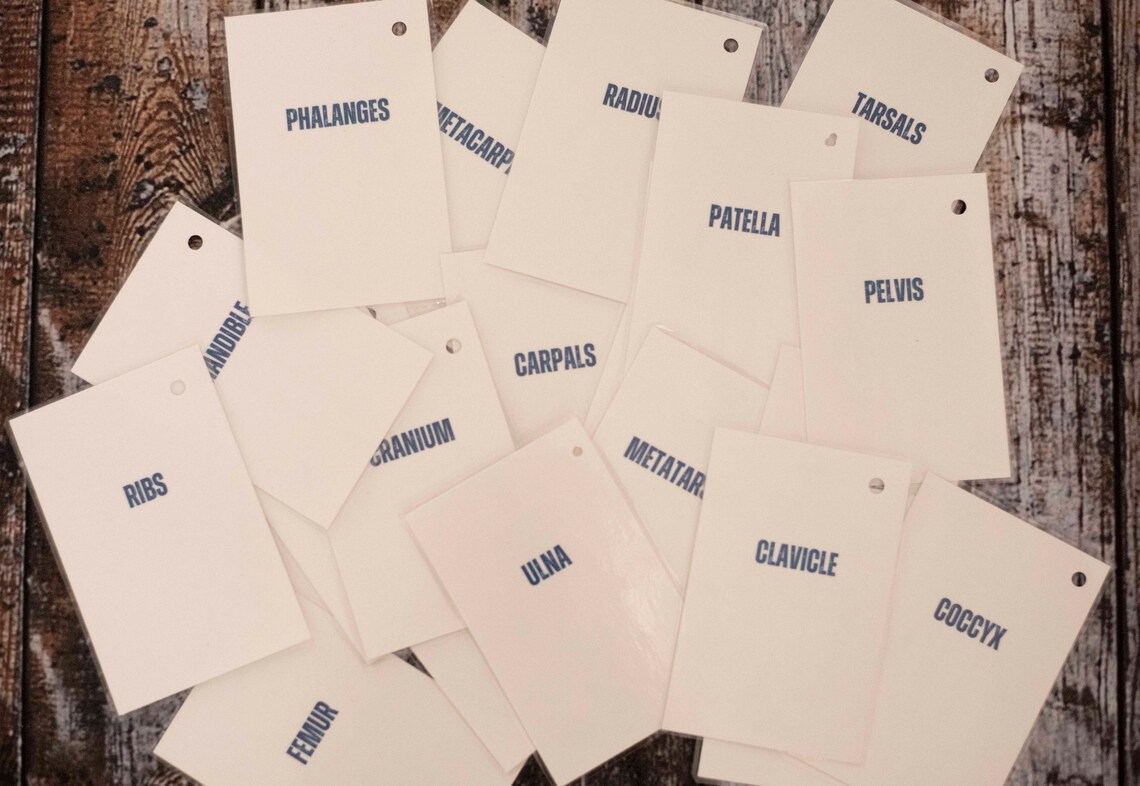 Human Skeletal System Flashcards, Homeschool, Education, Bones, Body ...