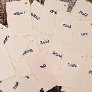 Human Skeletal System Flashcards, Homeschool, Education, Bones, Body ...