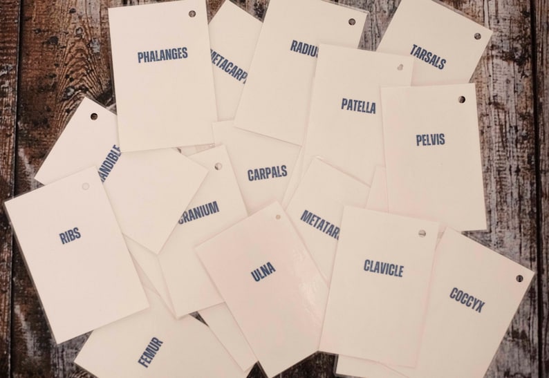 Human Skeletal System Flashcards, Homeschool, Education, Bones, Body ...