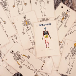 Human Skeletal System Flashcards, Homeschool, Education, Bones, Body ...