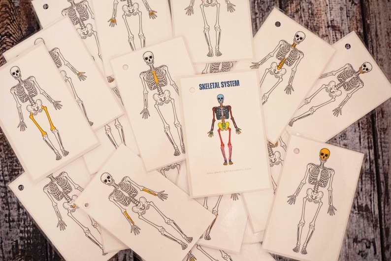 Human Skeletal System Flashcards, Homeschool, Education, Bones, Body ...