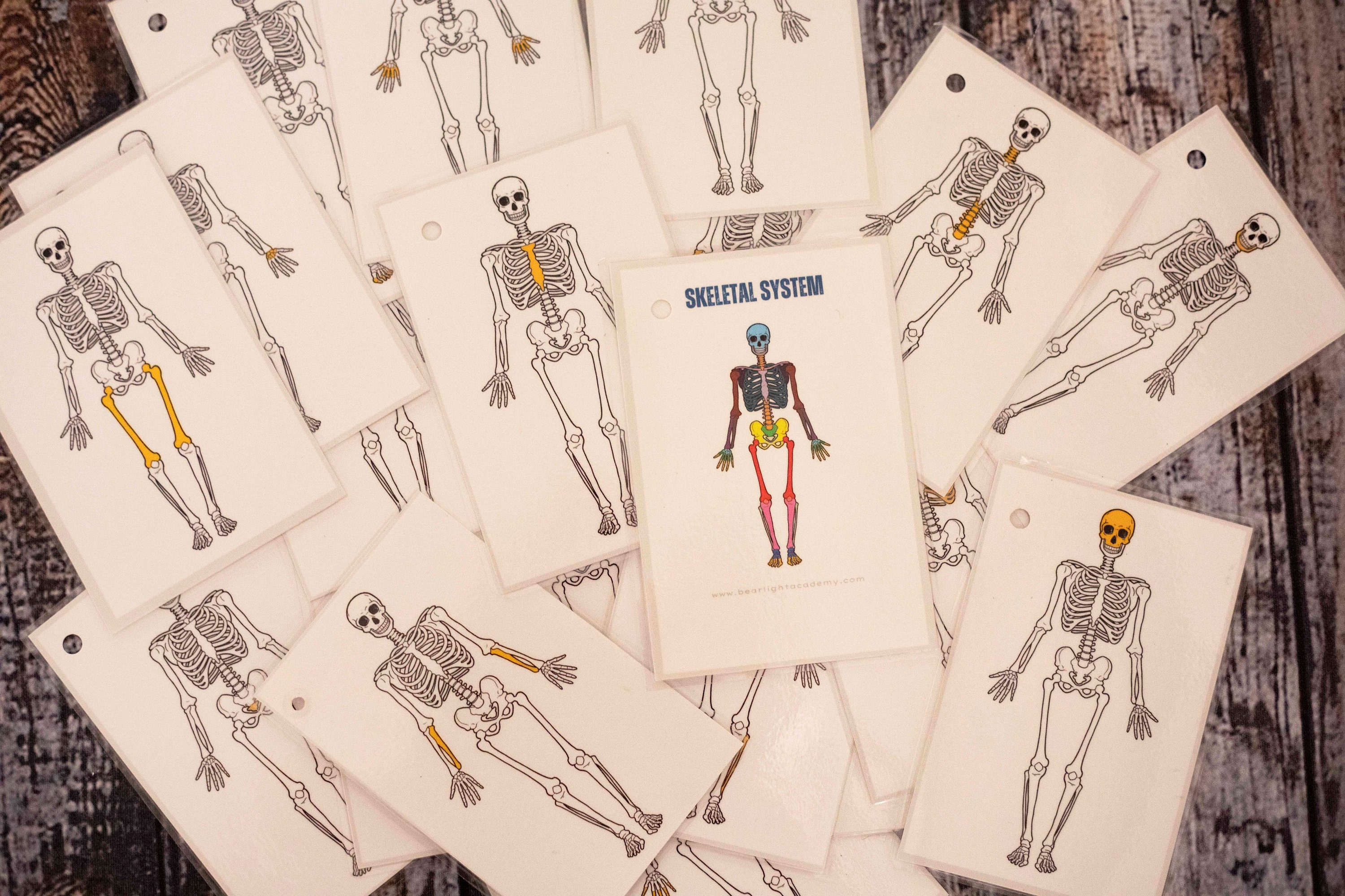 Human Skeletal System Flashcards, Homeschool, Education, Bones, Body ...