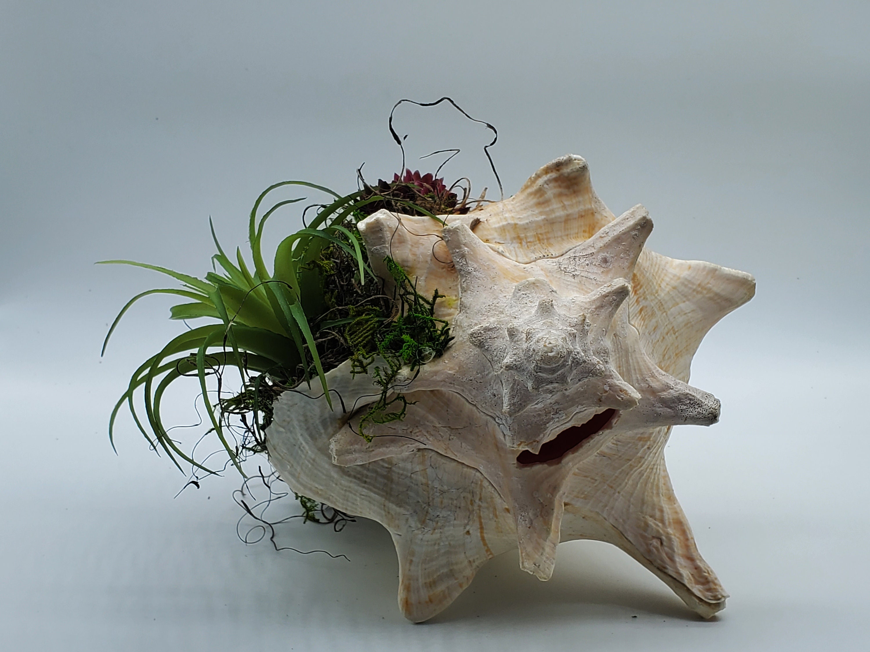Tumbler Conch Shell Succulent Arrangement - Etsy