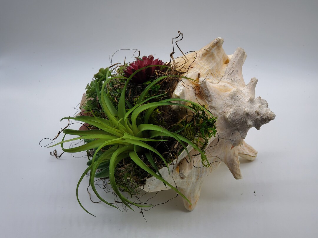 Tumbler Conch Shell Succulent Arrangement - Etsy