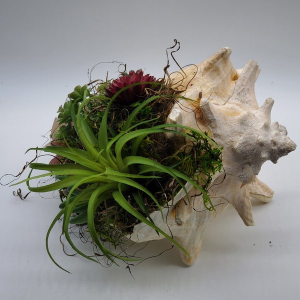 Shell Arrangements - Etsy