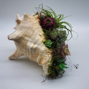 Tumbler Conch Shell Succulent Arrangement - Etsy