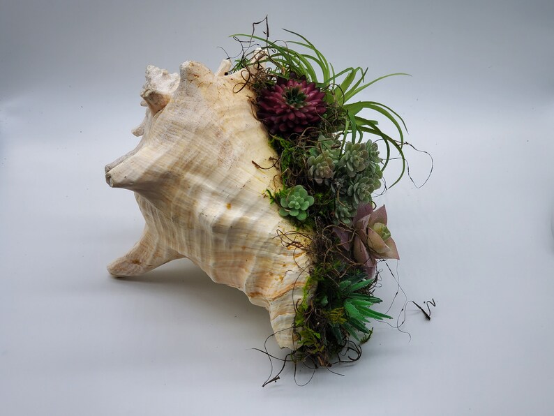 Tumbler Conch Shell Succulent Arrangement - Etsy