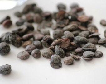 Frozen Iru/locust Beans - Etsy
