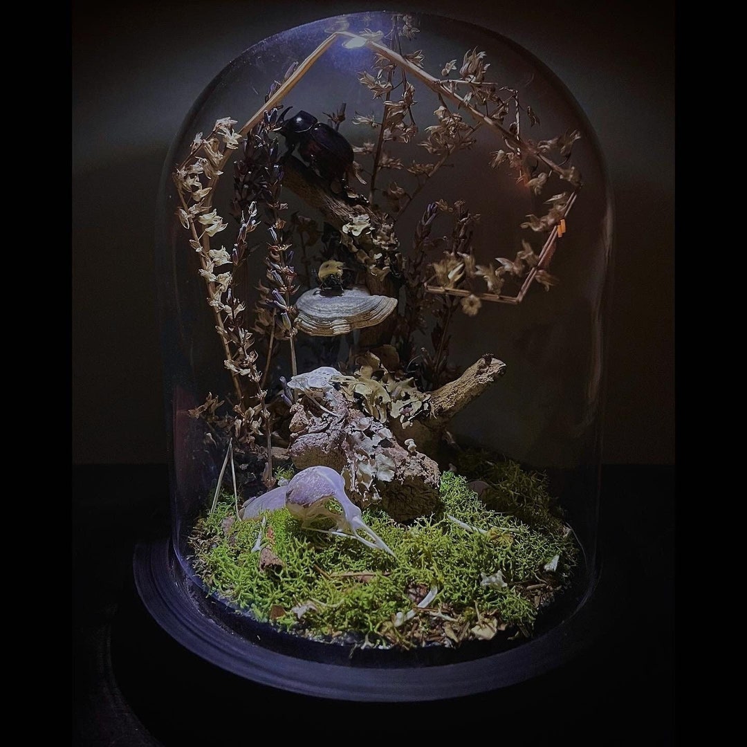 Insect & Bone Dome - Etsy