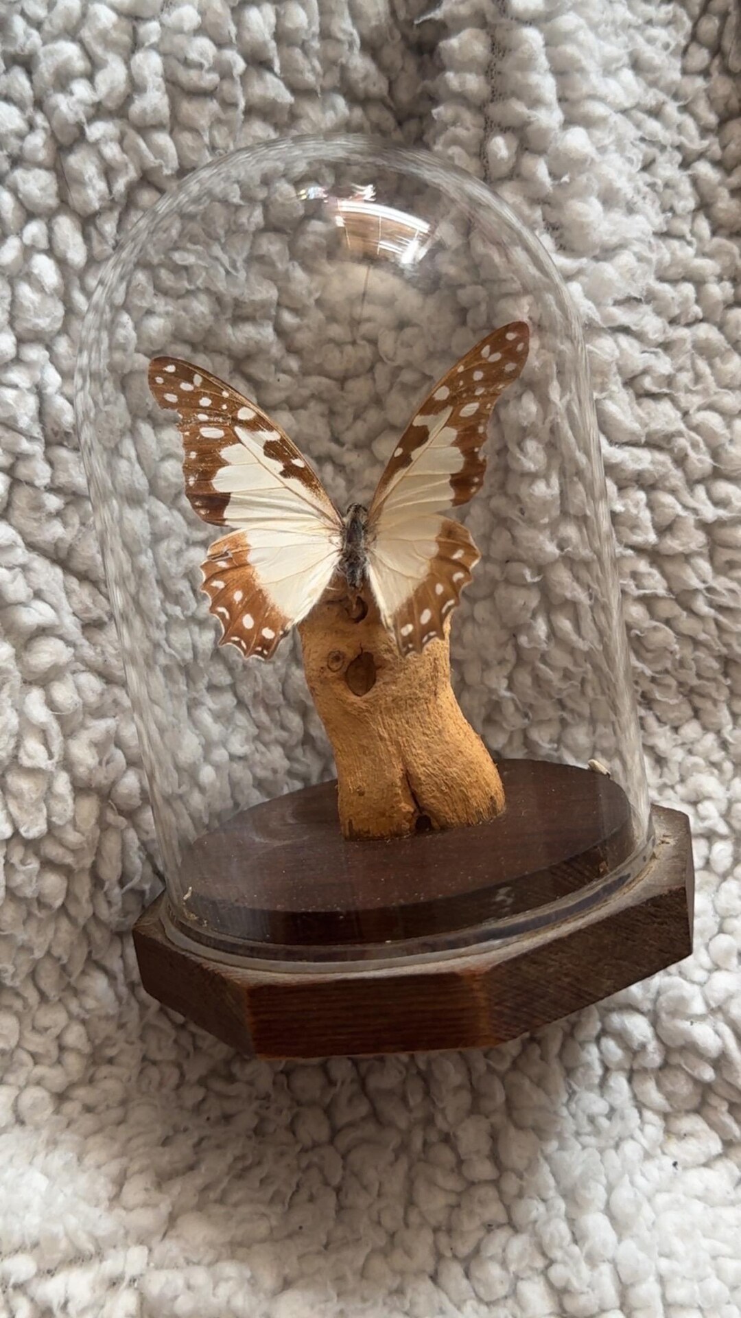 Butterfly in Cloche Dome | Home Decor | Graphium Pylades | Real Butterfly | Butterfly Decor ...