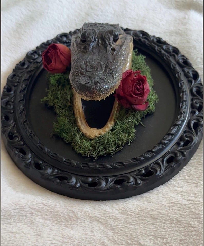 Crocodile & Rose Decor | Gothic | Oddities | Curio | Real Crocodile and ...