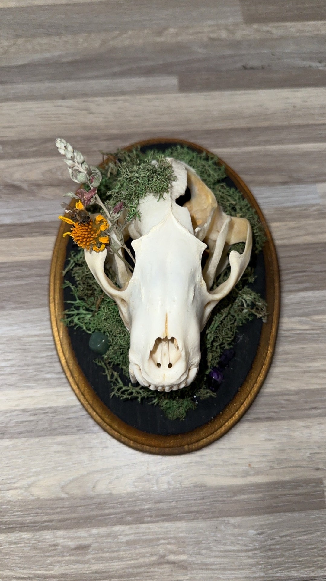 Real Animal Skull Hanging Decor Home Decor Decoration Animal Decor ...