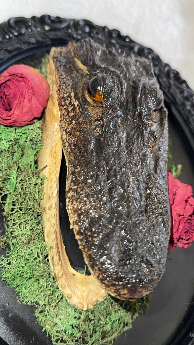Crocodile & Rose Decor | Gothic | Oddities | Curio | Real Crocodile and ...