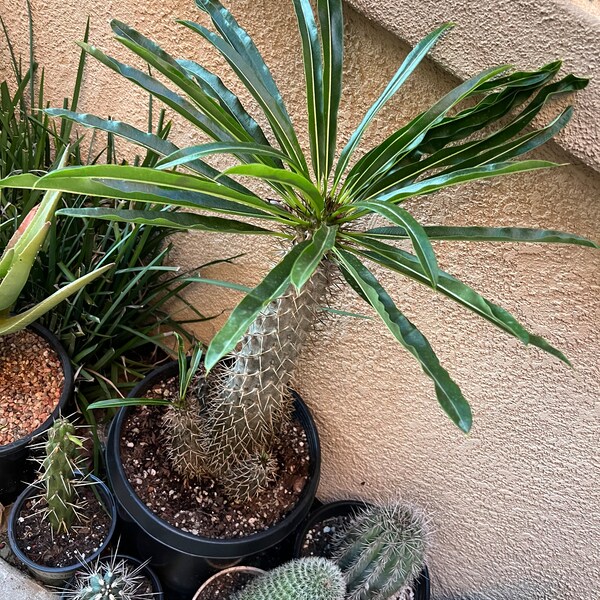 Madagascar Palm - Etsy