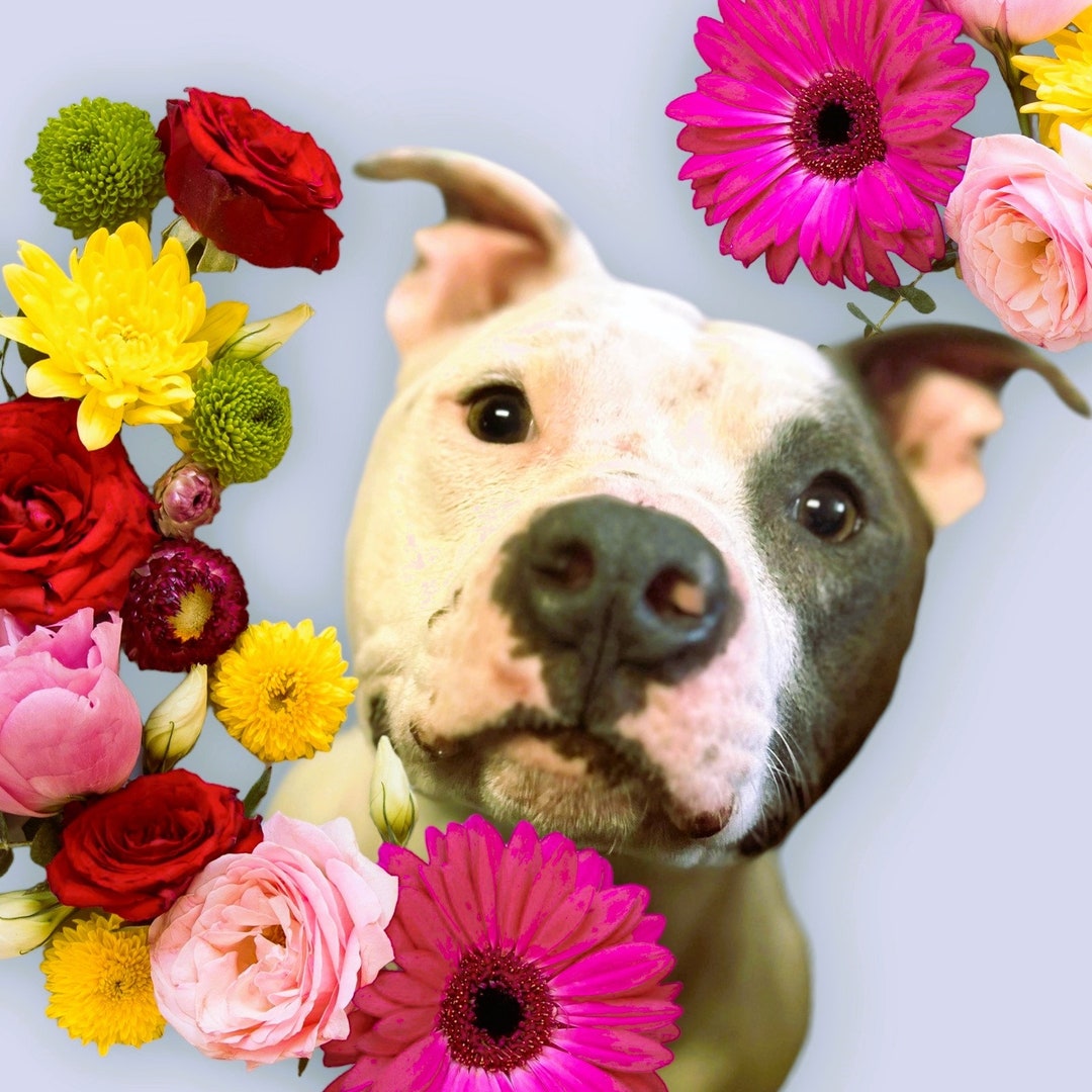 Bonita Pittbull With Flowers Rescue Pibble Pitty Love Cross Stitch ...