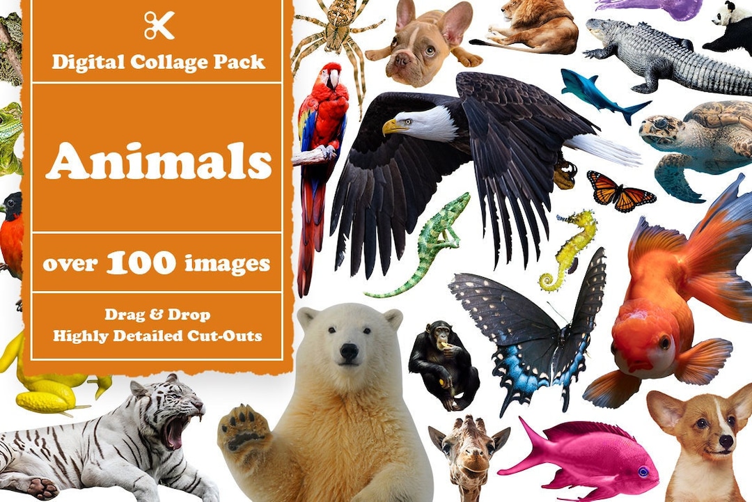 Animal Collage Creator 100+ Images || Animal Digital Collage Maker ...