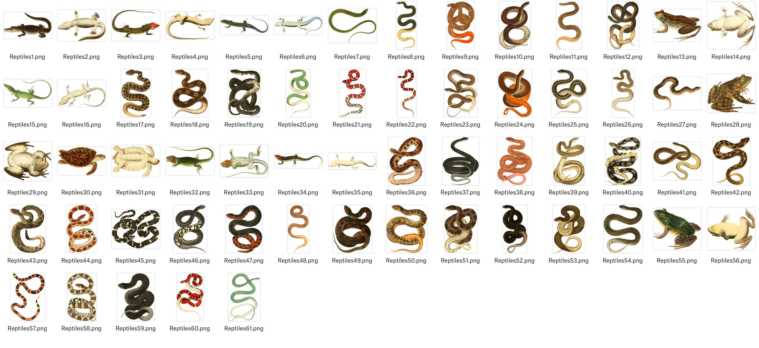 Vintage Snakes and Reptiles Collage Creator 50+ Images || Vintage ...