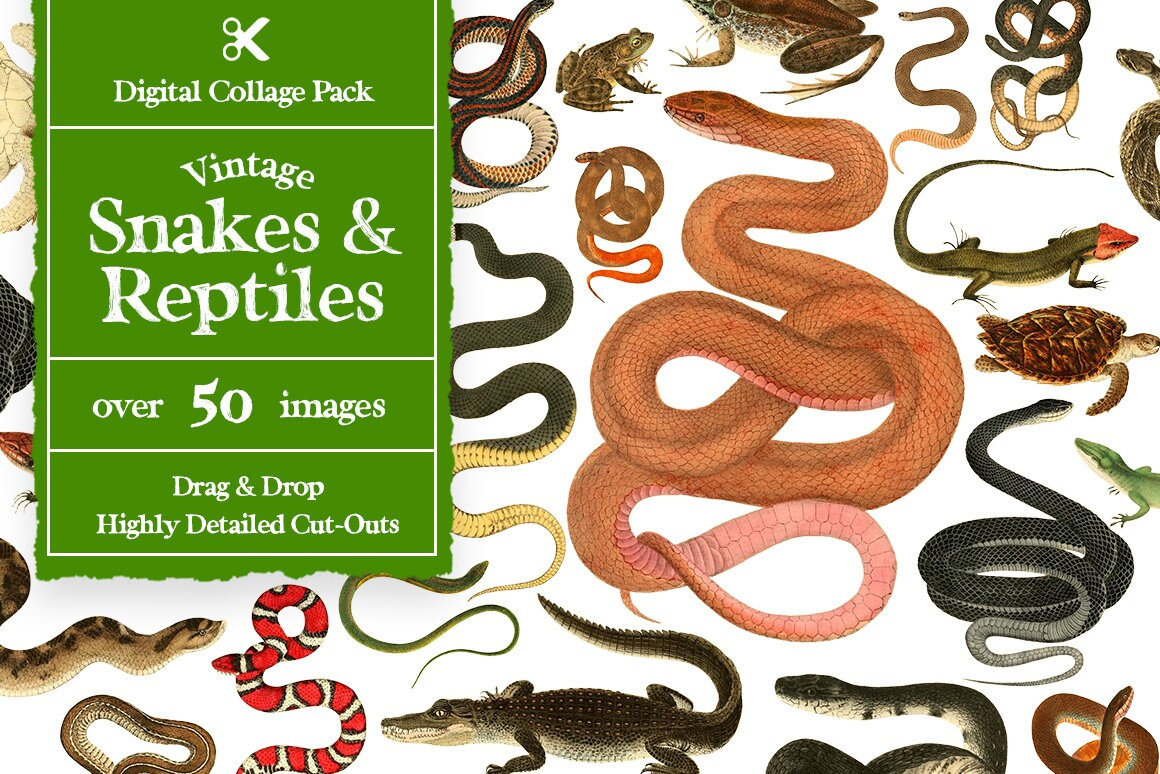 Vintage Snakes and Reptiles Collage Creator 50 Images Vintage Snakes ...