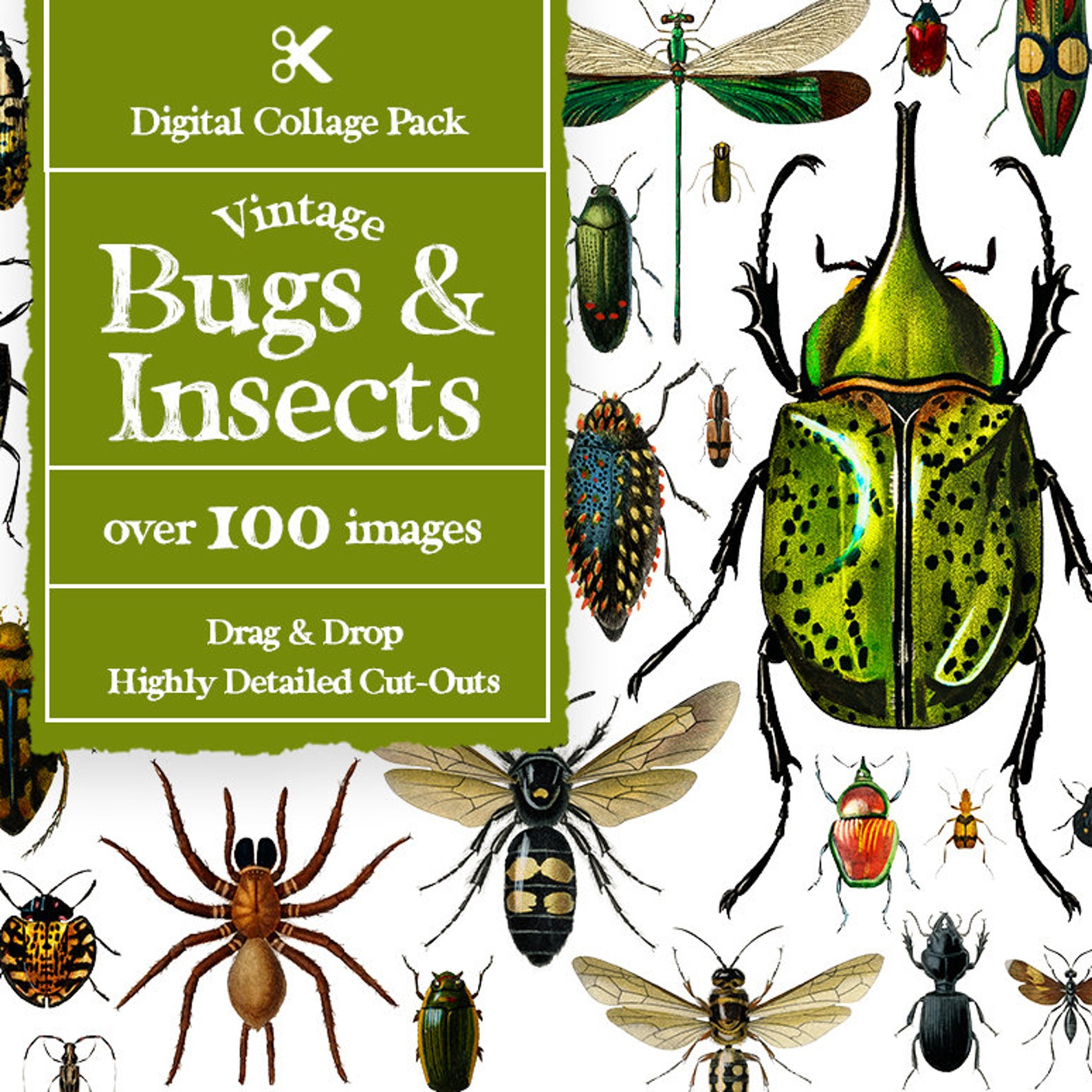 Vintage Bugs Collage Creator 100+ Images || Vintage Bugs Digital ...