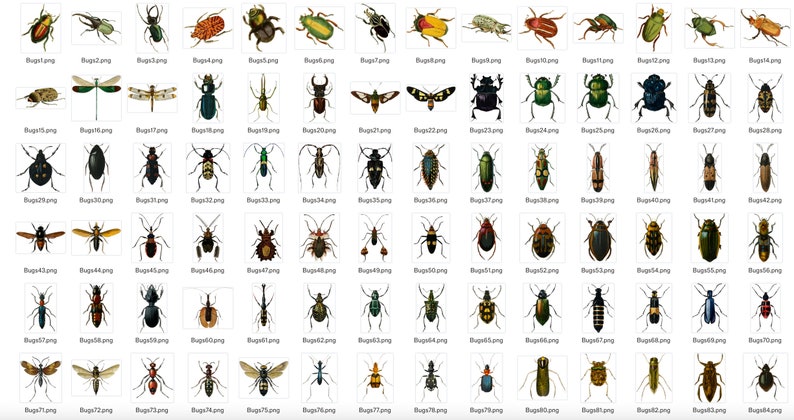 Vintage Bugs Collage Creator 100+ Images || Vintage Bugs Digital ...