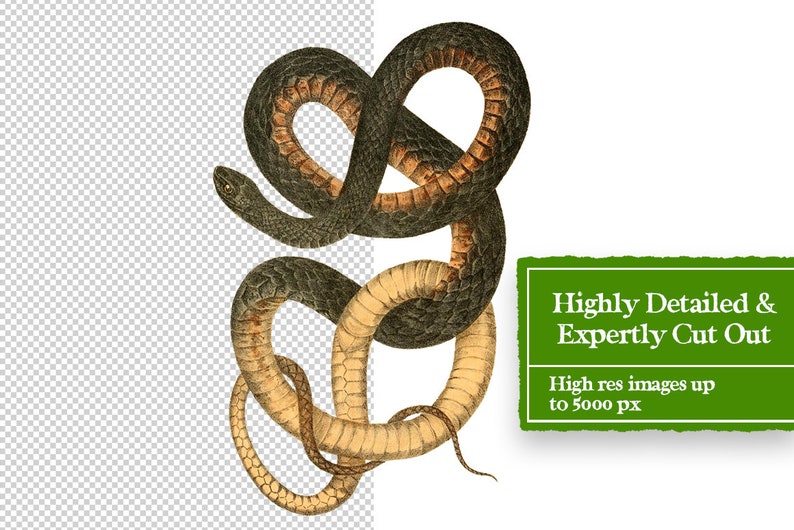 Vintage Snakes and Reptiles Collage Creator 50+ Images || Vintage ...