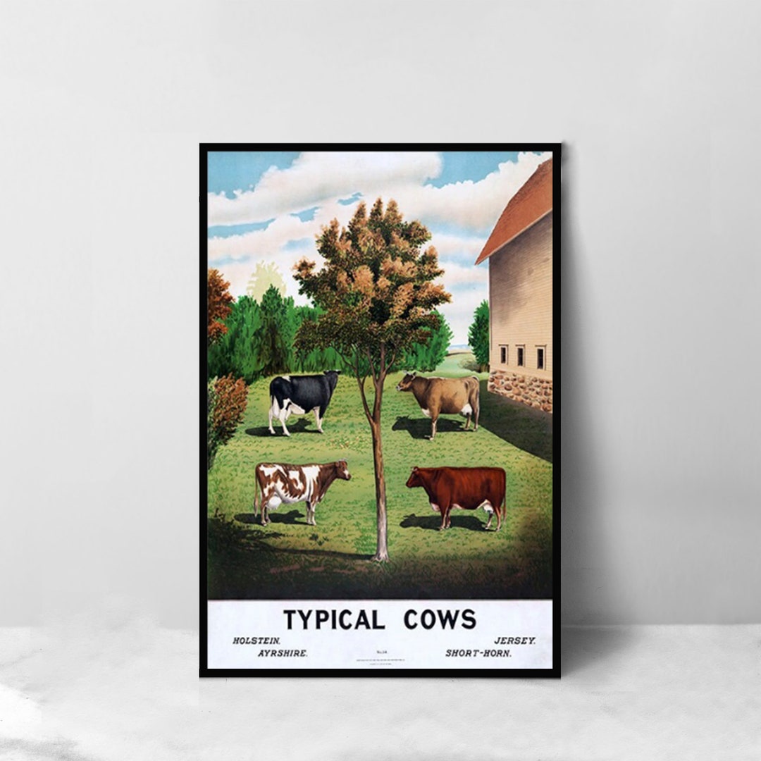 1904 Typical Cows Vintage Style Classic Cow Identification Poster ...