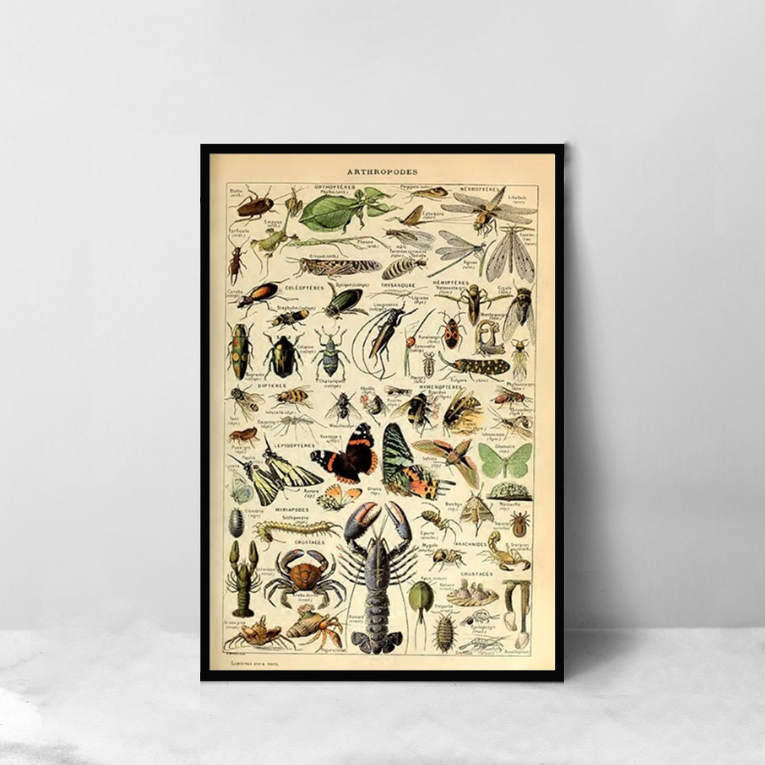 Insects Animal Retro Poster - High Quality Canvas Art Print - Room ...