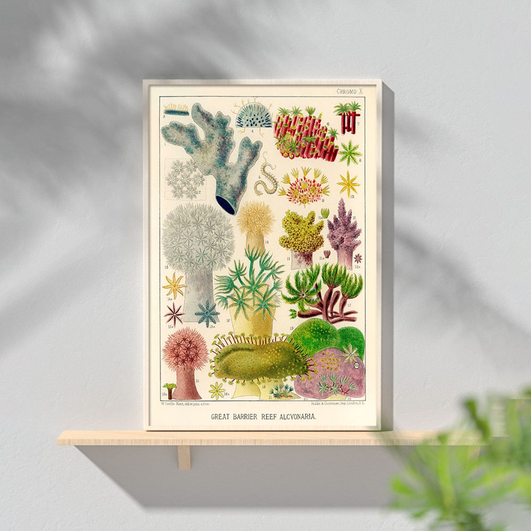 Sea Coral Poster Collection Poster High Quality Silk Art - Etsy