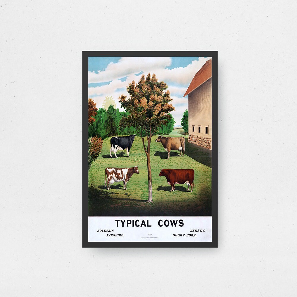 1904 Typical Cows Vintage Style Classic Cow Identification Poster ...