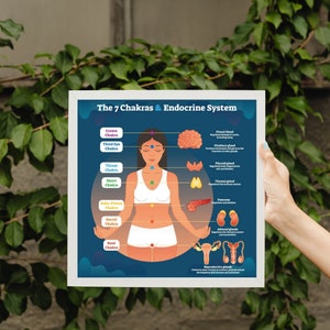 Premium Printed Poster "the 7 Chakras & the Endocrine System ...