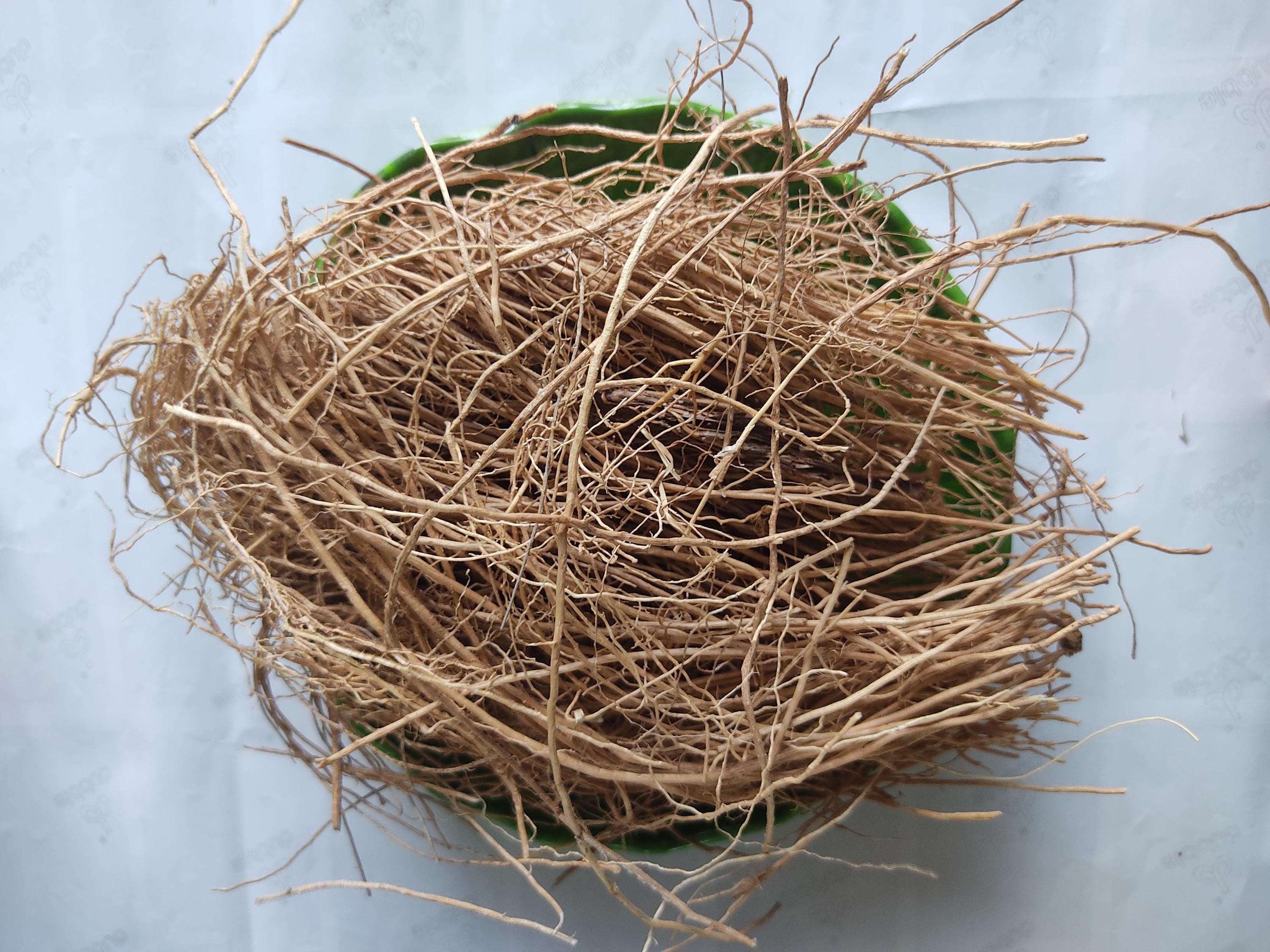 Vetiver Root - Indian Natural Organic Herb - Khus Khus - Dry Root ...