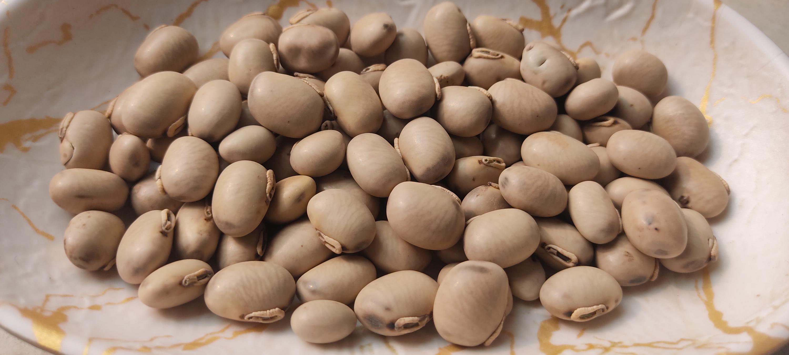 White Kaunch Seeds: Kunjika Jadibooti, Velvet Bean (mucuna Pruriens) - Etsy